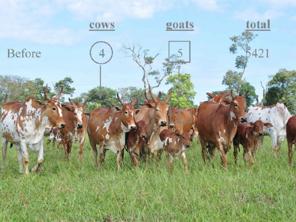 "Singapore Math" : The Cows and Goats Problem